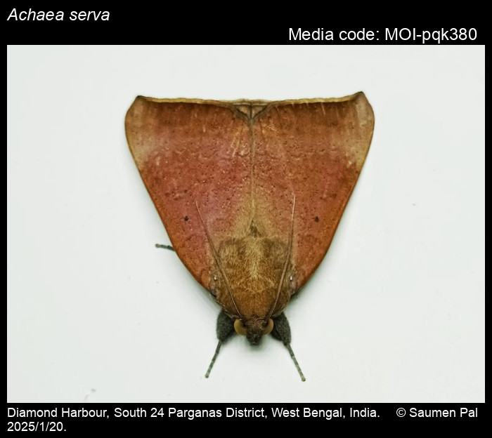 Achaea serva | Moths